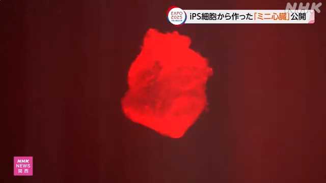 大阪・関西万博で展示 iPS「動くミニ心臓」が完成｜NHK 関西のニュース – EXPOニュースくん