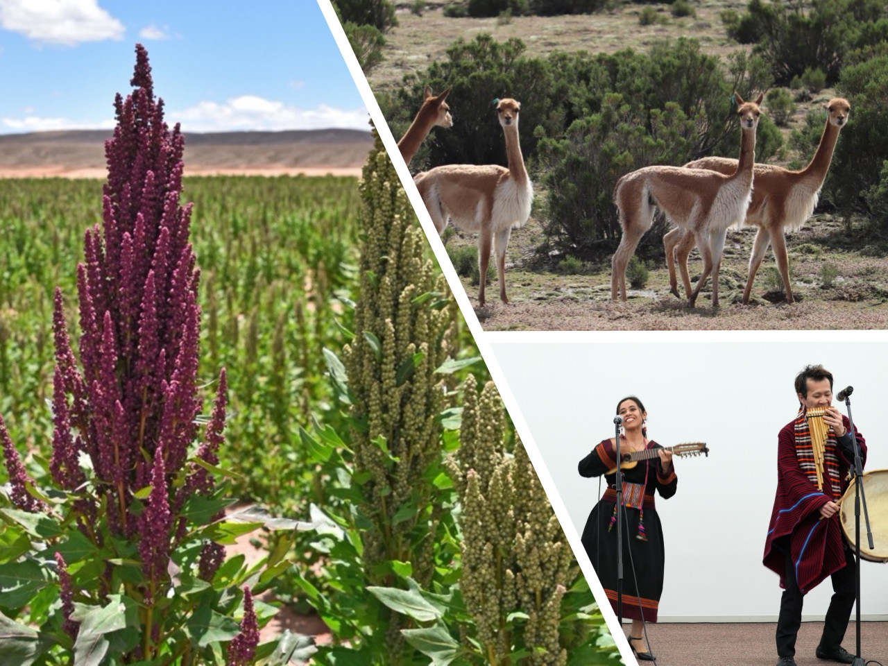 アンデスの知恵と日本の技術が描く「未来の食と環境」―大阪・関西万博でイベント開催 | 国立研究開発法人 国際農林水産業研究センター | JIRCAS – EXPOニュースくん